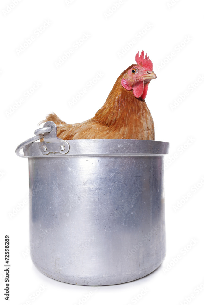 poule au pot humour Photos | Adobe Stock