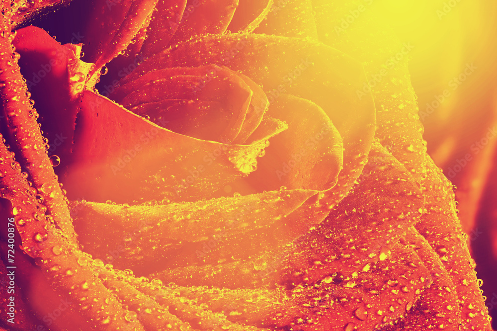 Wet Flower Close Ups