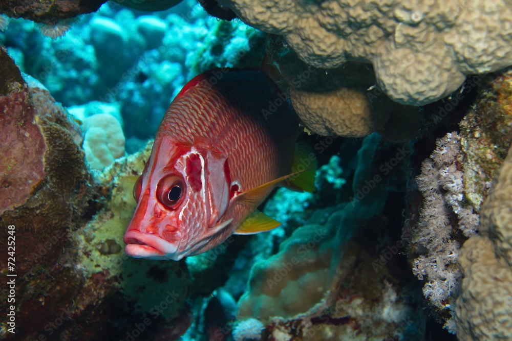 Poisson ecureuil a grande mâchoires Stock Photo | Adobe Stock