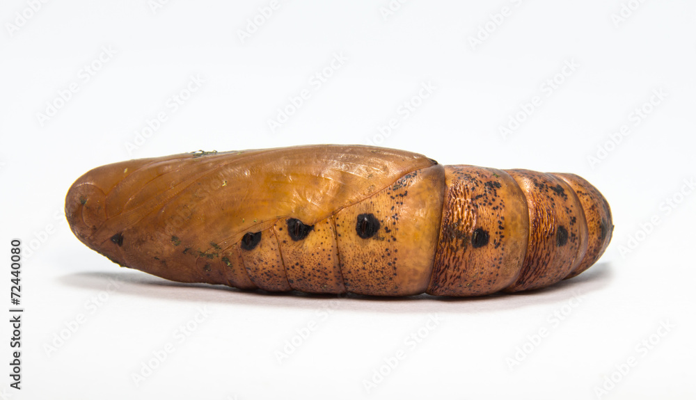 The transformation from caterpillar larvae. And growing a butter Stock ...