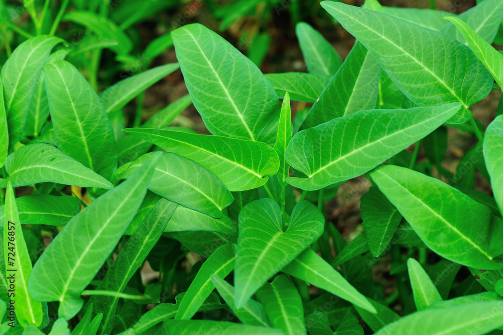 water spinach Stock Photo | Adobe Stock