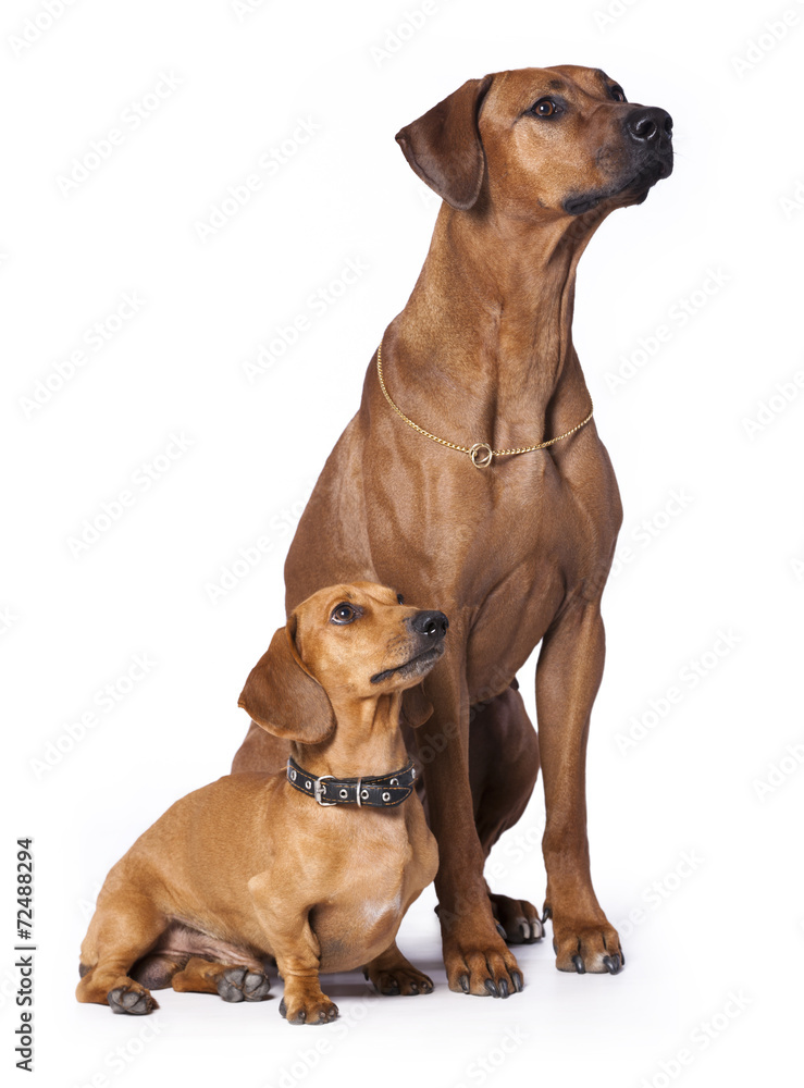 Rhodesian Ridgeback Dachshund Mix