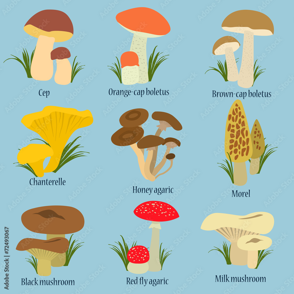 Collection Of Mushrooms With Names In Flat Design Stock Vector Adobe collection-of-mushrooms-with-names-in-flat-design-stock-vector-adobe