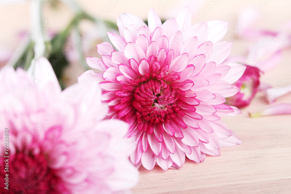 beautiful mum flowers on wooden background Stock Photo | Adobe Stock