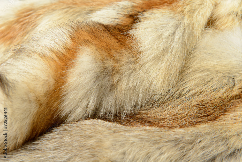 Fox fur texture Stock Photo | Adobe Stock