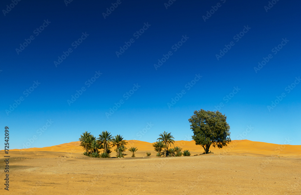 Oasis in the Sahara desert in Morocco Stock Photo | Adobe Stock