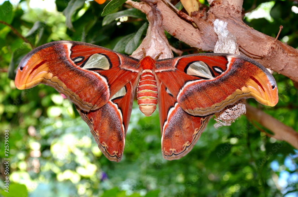 Worlds largest moth, the Atlas moth. Stock Photo | Adobe Stock