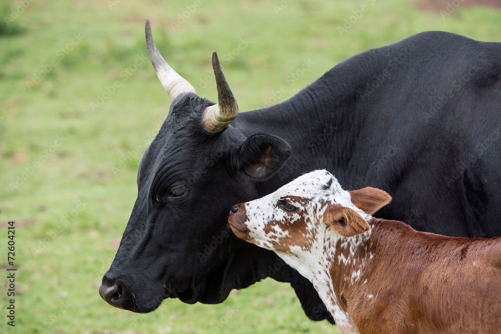 Nguni Cattle Stock Photo | Adobe Stock