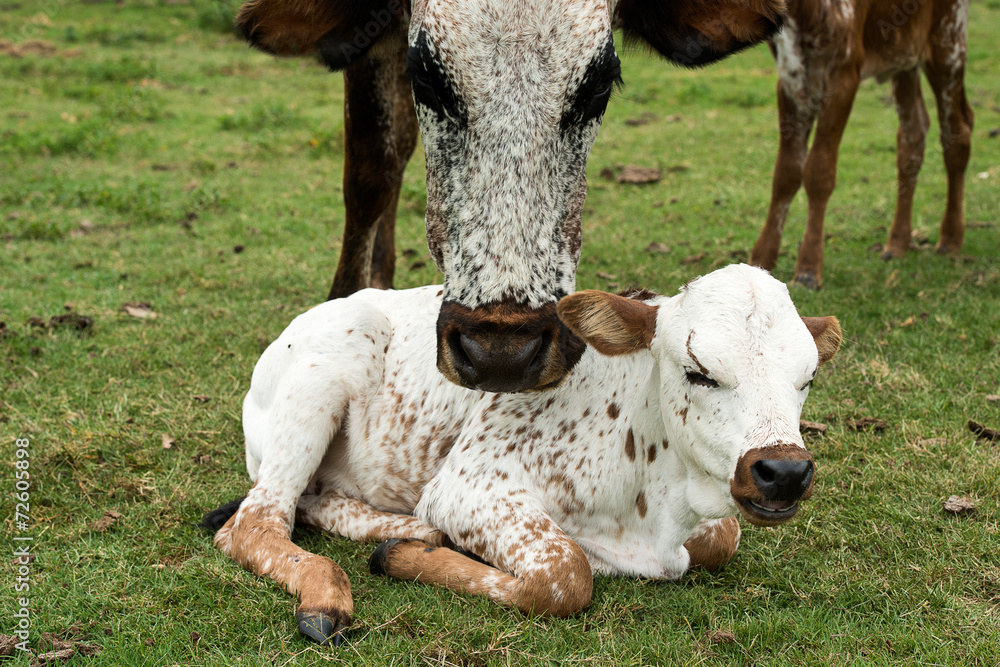 Nguni Cattle Stock Photo | Adobe Stock