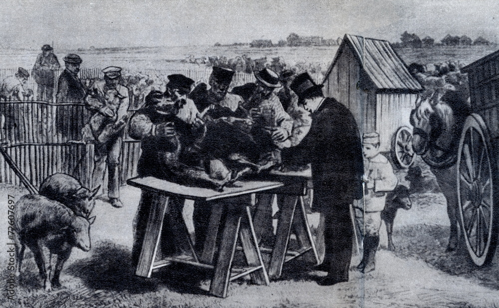 Pasteur performing anthrax vaccination; Pouilly-le-Fort 1881 Stock Illustration | Adobe Stock
