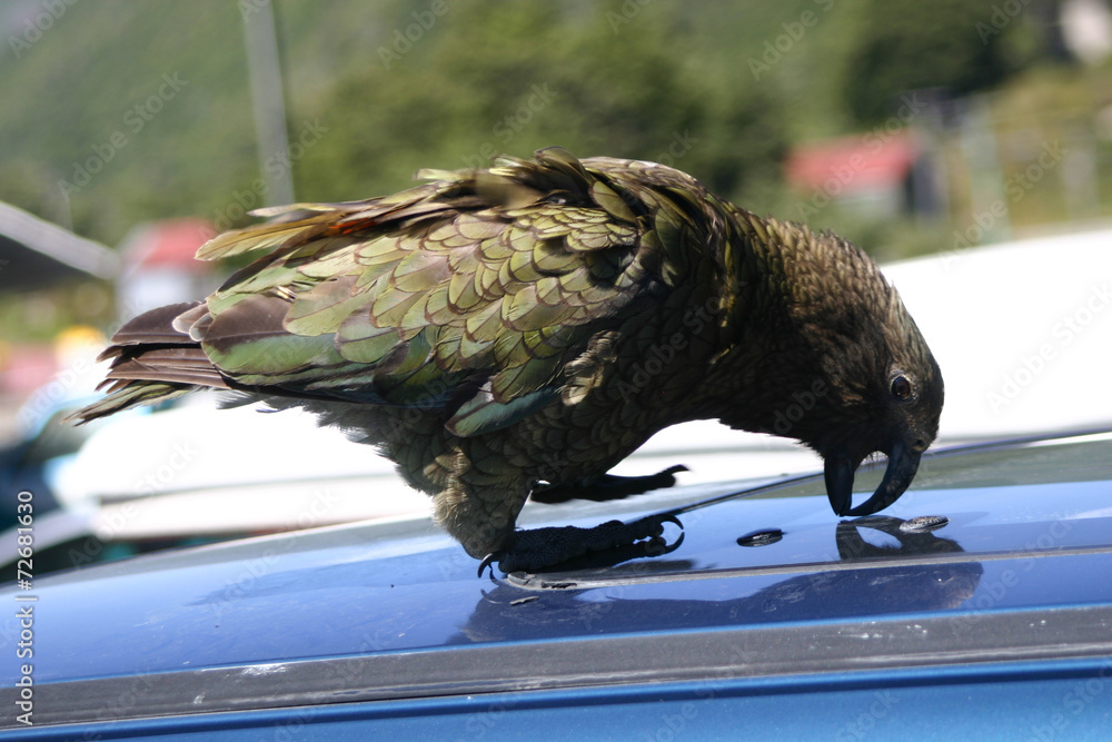 Kea parrot trying to get into a car Stock Photo | Adobe Stock