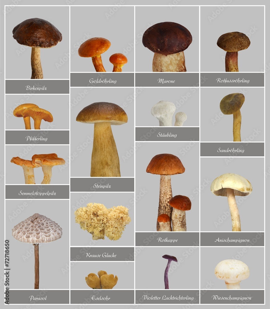 Speisepilze Stock-Foto | Adobe Stock