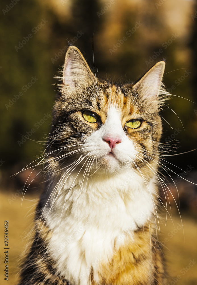 Beautiful cat in the nature Stock Photo | Adobe Stock