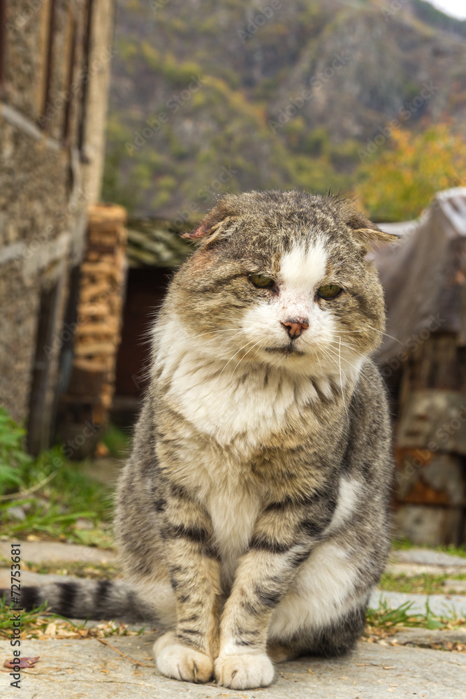 Sad cat in nature Stock Photo | Adobe Stock