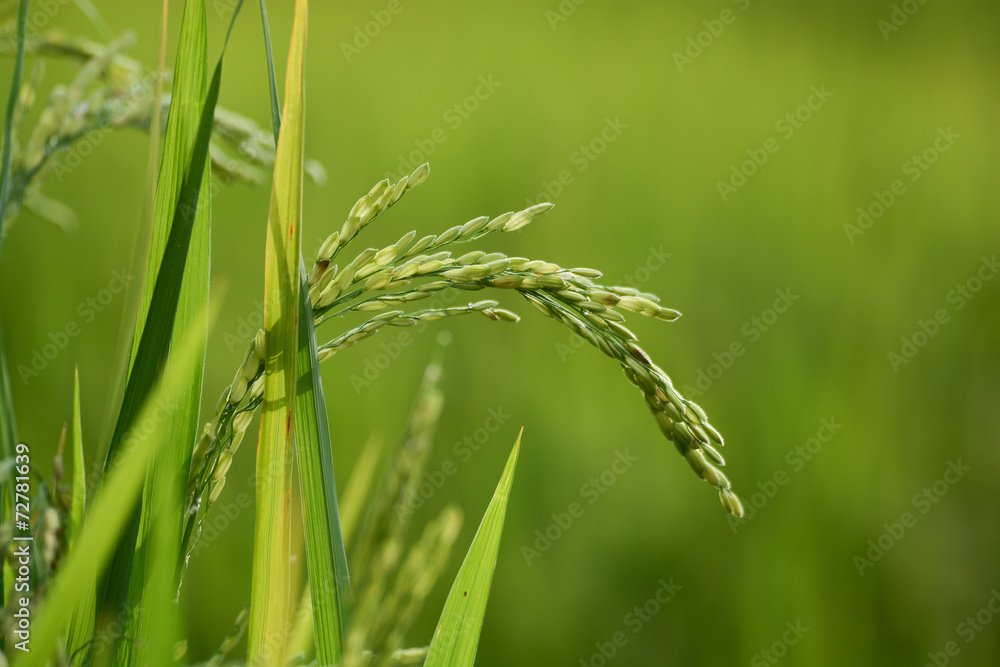 Rice plant with grain Stock Photo | Adobe Stock