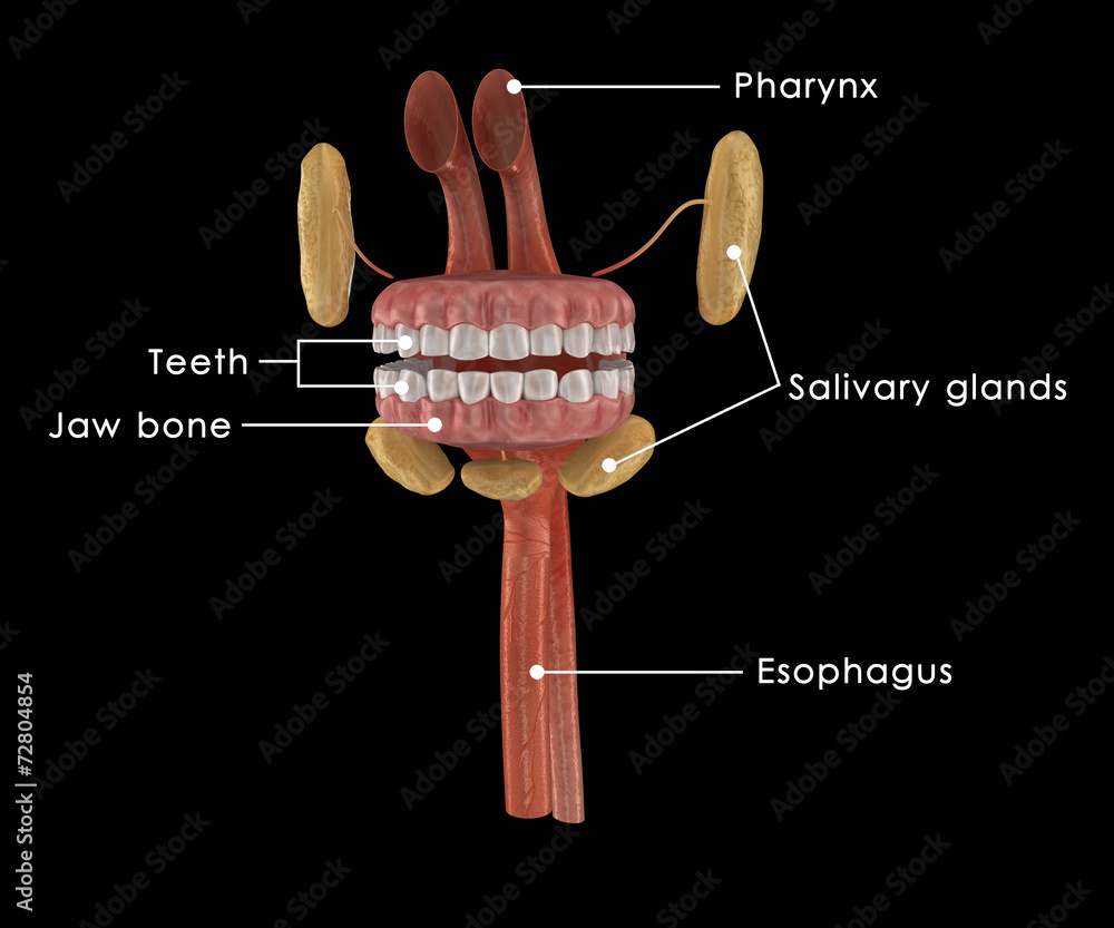 Mouth Anatomy Stock Illustration | Adobe Stock