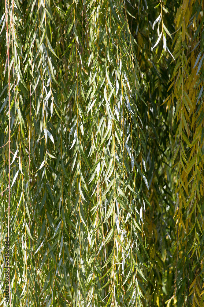 willow branches on the nature Stock Photo | Adobe Stock