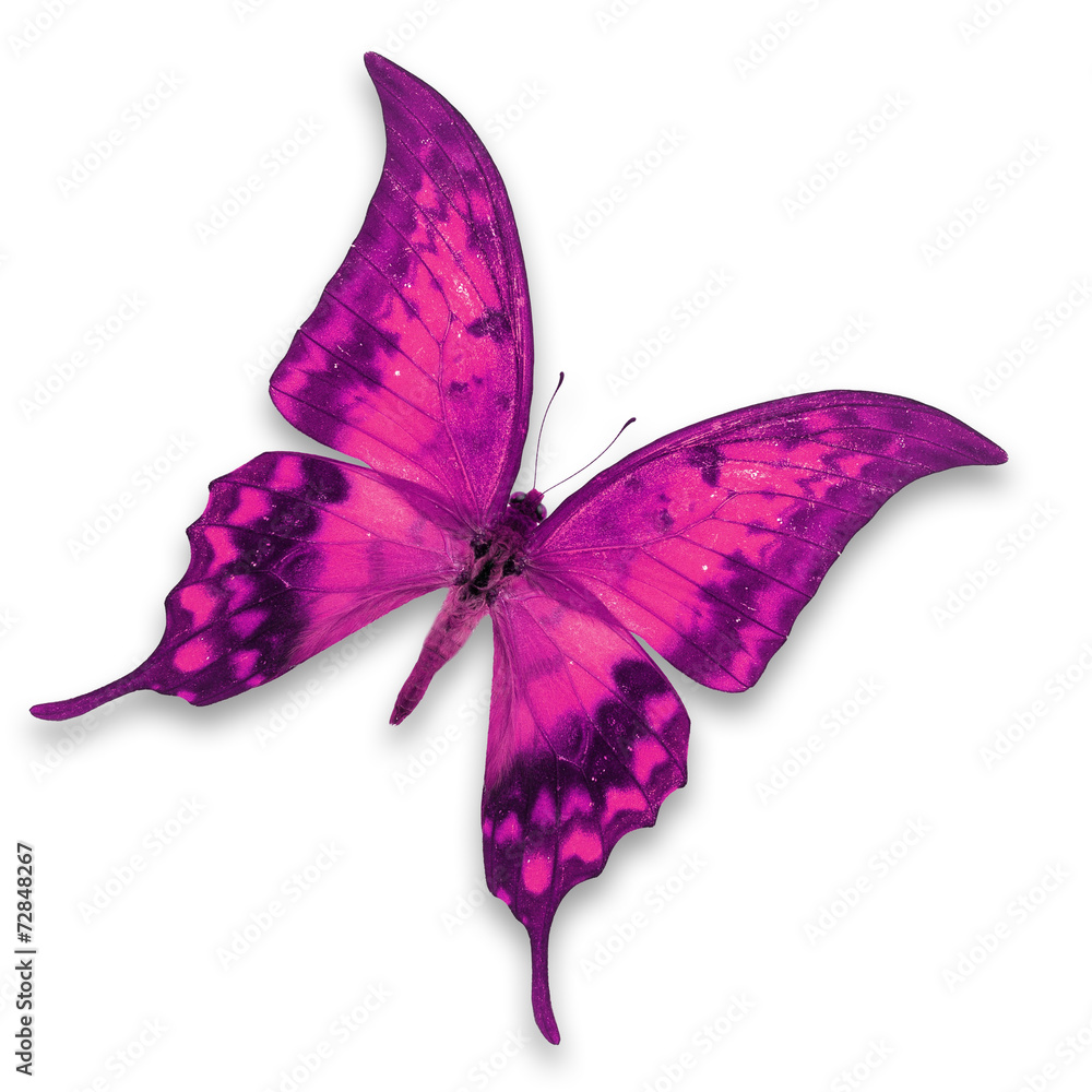 Pink Butterfly Stock Photo | Adobe Stock