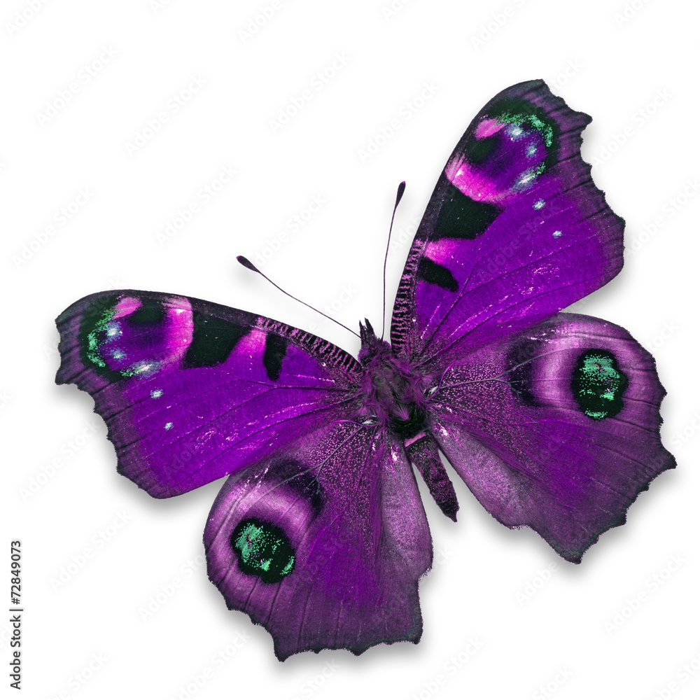 Purple Butterfly Stock Photo | Adobe Stock