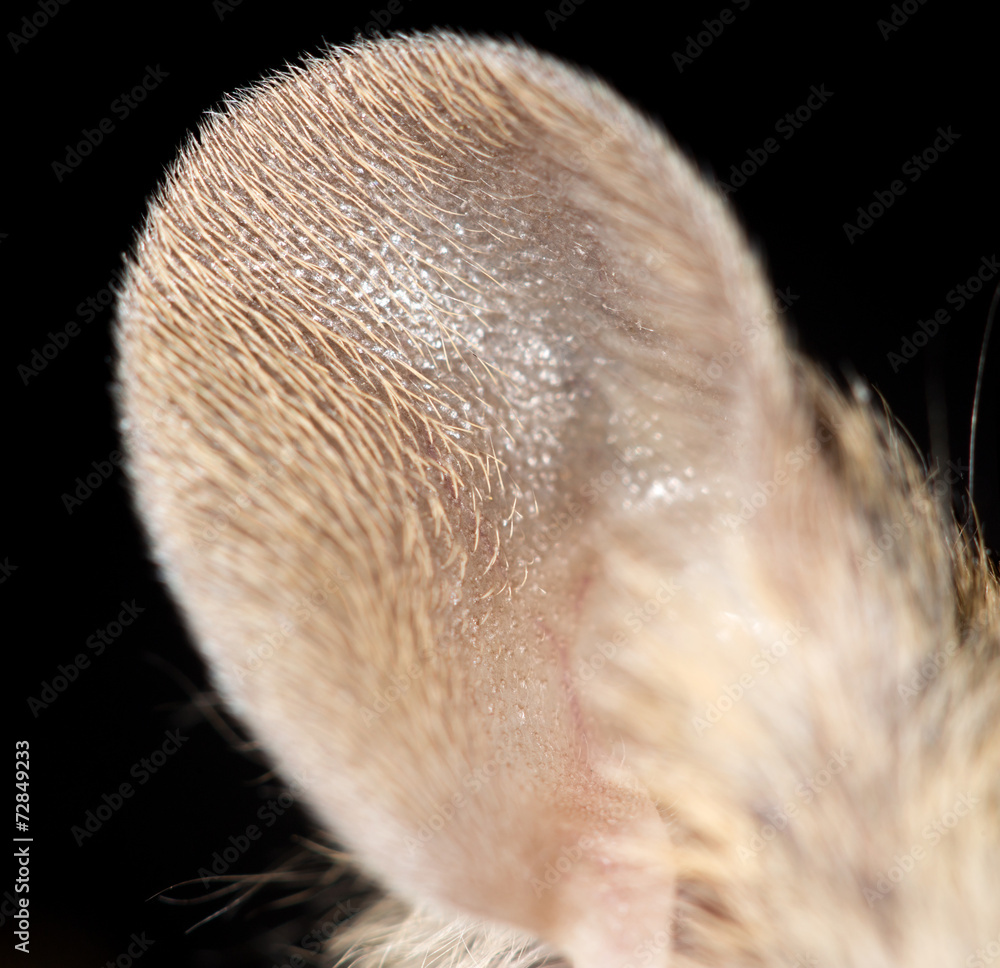 mouse ear. close-up Stock Photo | Adobe Stock