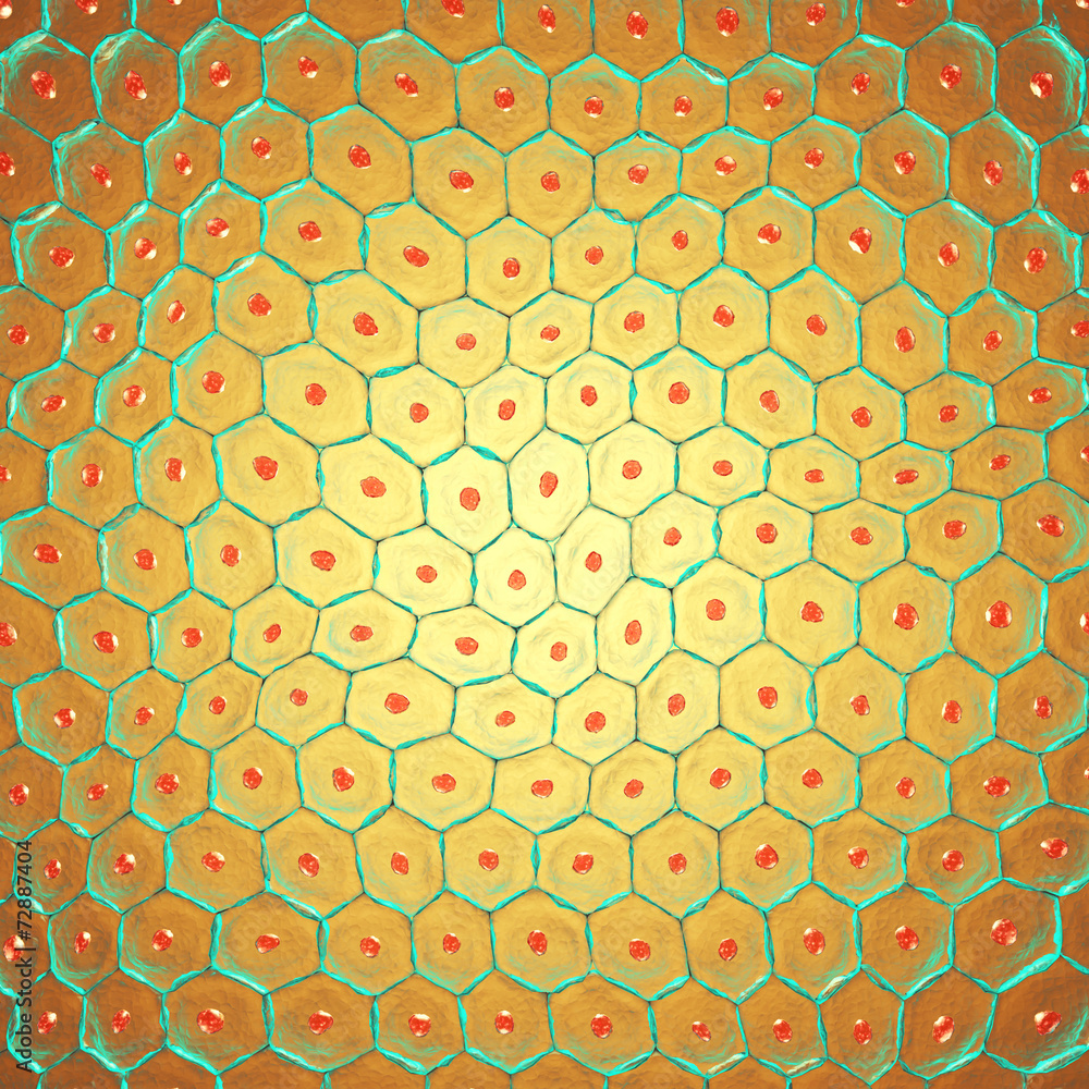 Human skin cells , Skin anatomy illustration Stock Illustration | Adobe ...