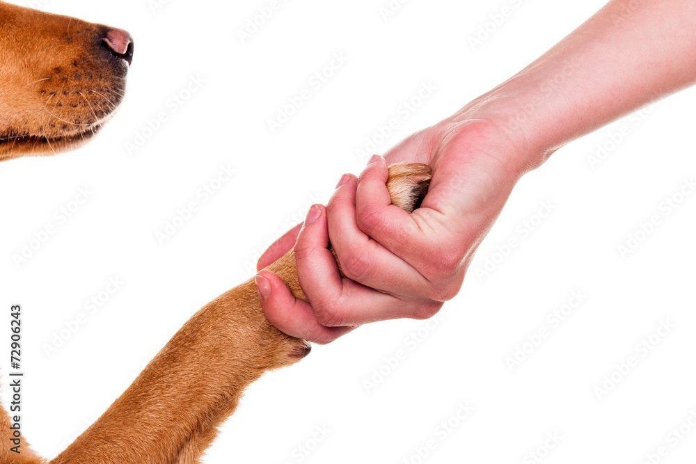 Dog paw and human hand doing handshake, over white background Stock ...