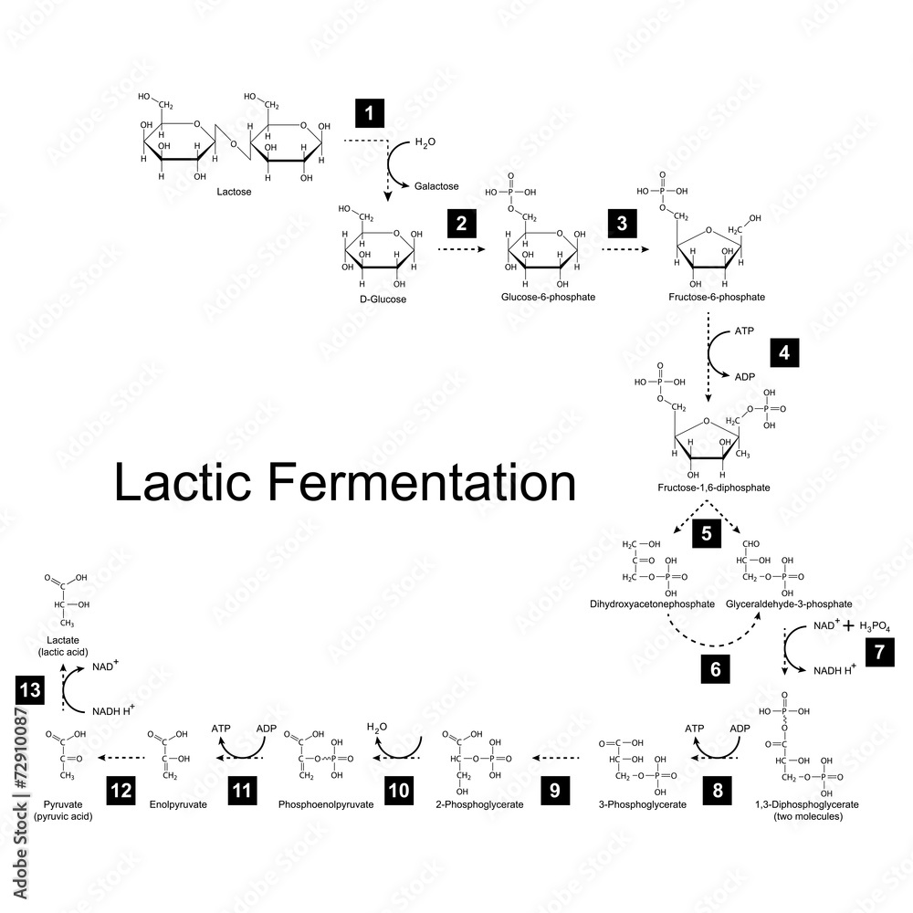 Chemical scheme of lactic fermentation metabolic pathway Stock Vector ...
