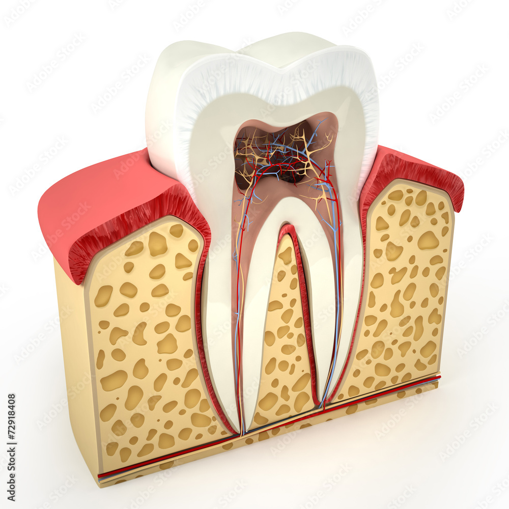 Human tooth cross-section (3d model) Stock Illustration | Adobe Stock
