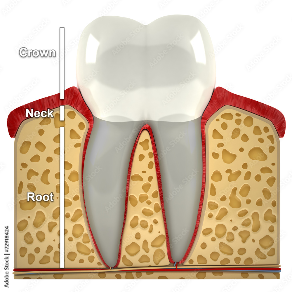 Human tooth cross-section (3d model) Stock Illustration | Adobe Stock