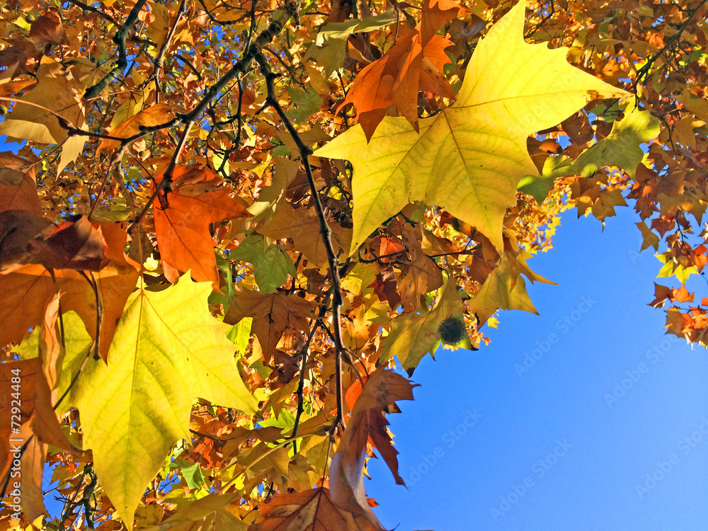 Herbst-Blätter :) Stock-Foto | Adobe Stock