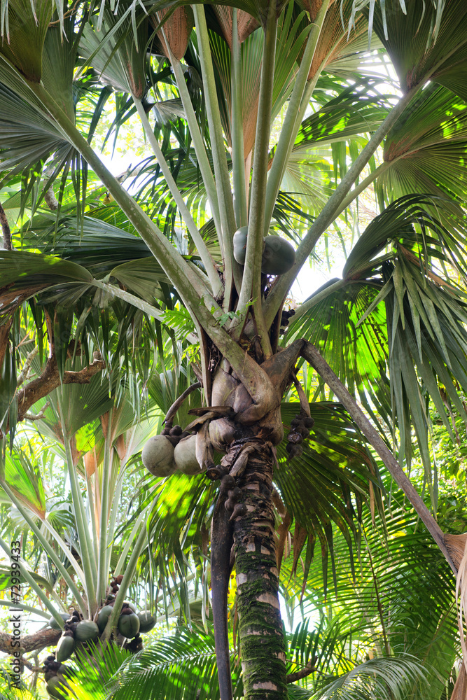 Coco de Mer coconuts growing on a palm tree Stock-Foto | Adobe Stock