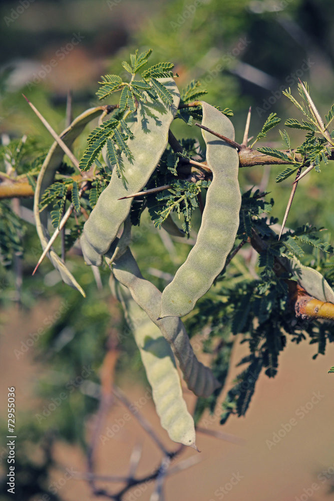 Pods of Vachellia nilotica, Acacia Nilotica, Babhul tree, India Stock ...