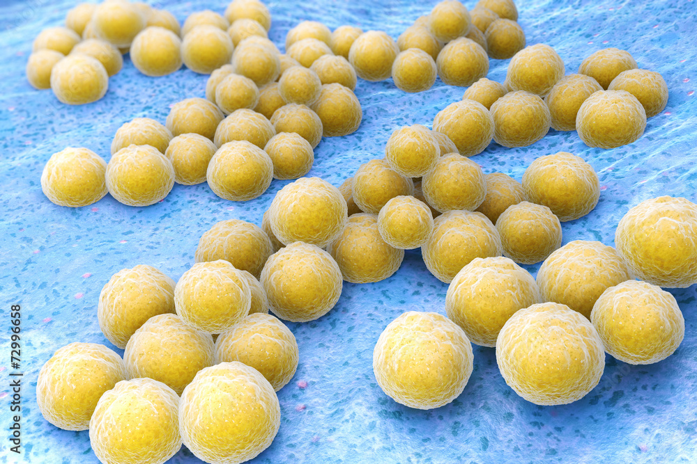 Staphylococcus aureus Foto Stok | Adobe Stock