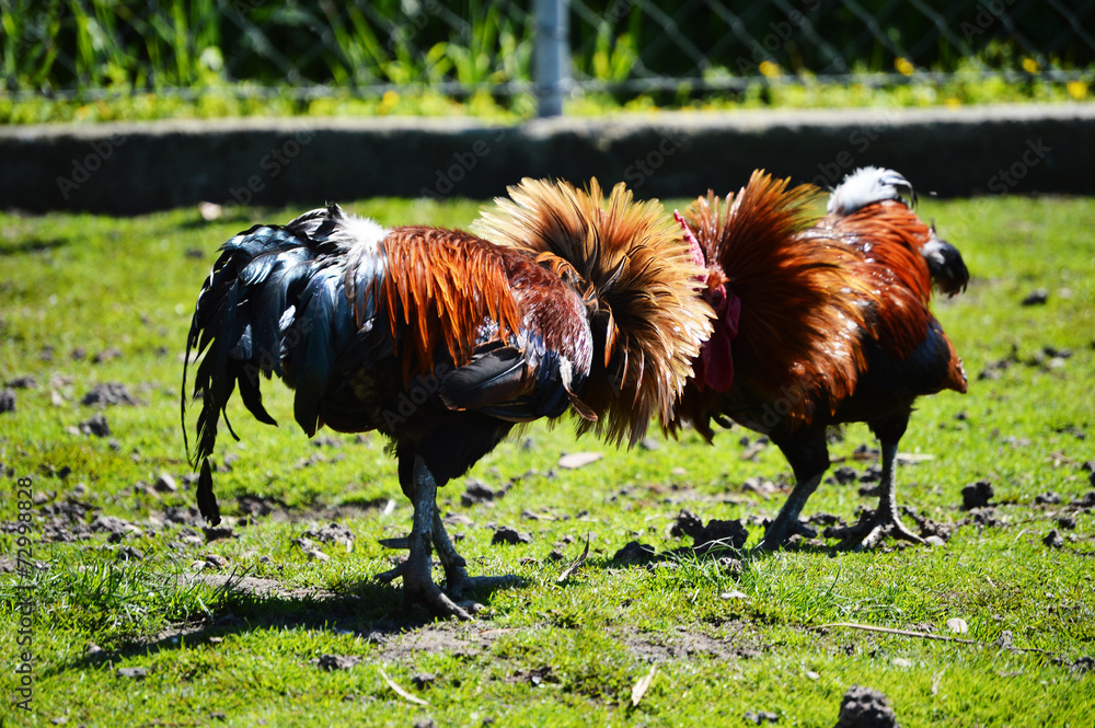 Fighting rooster on the poultry farm Stock Photo | Adobe Stock
