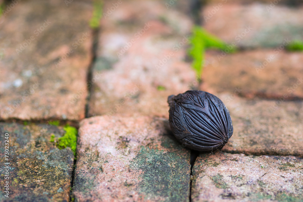 a seed fall on ground Stock Photo | Adobe Stock