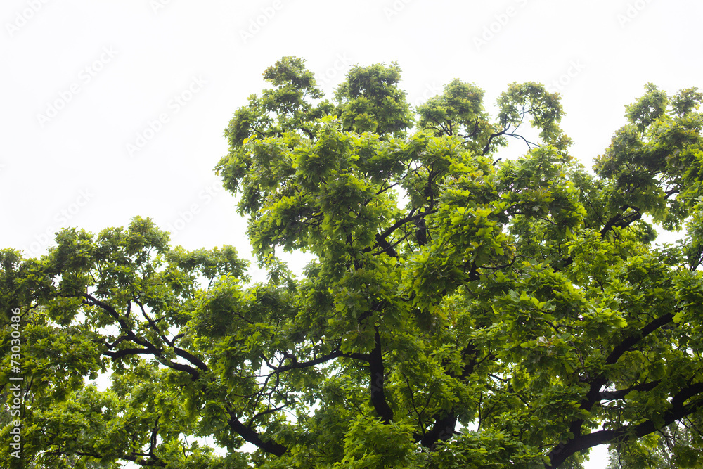 Green branches of the oak tree against the white sky background foto de ...