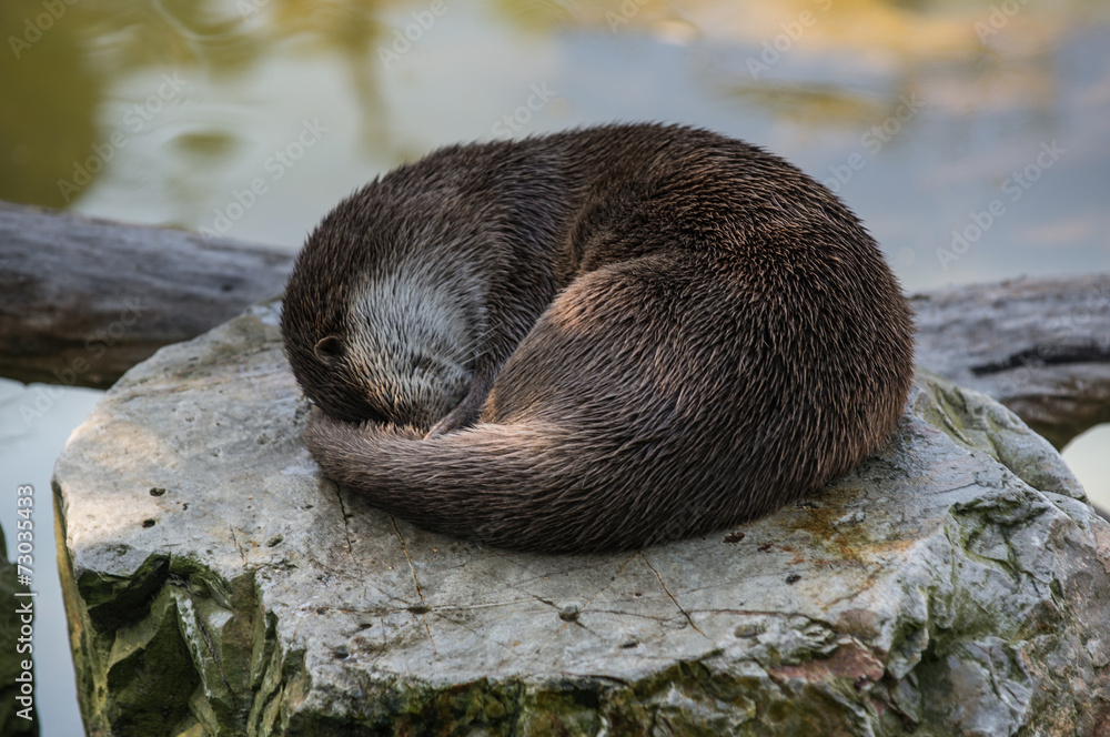River Otters Sleeping