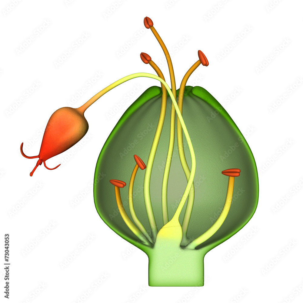 Cyathium Stock Illustration | Adobe Stock