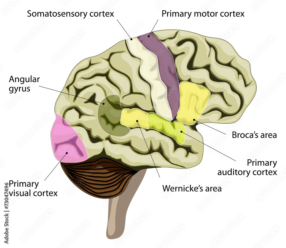 The human brain. Cortical representation of speech and language Stock ...