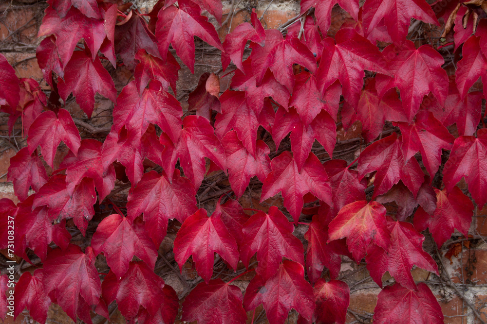 Edera rossa Stock Photo | Adobe Stock
