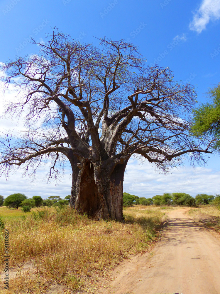 Afrikanischer Affenbrotbaum (Adansonia digitata) Baobab Stock Photo ...