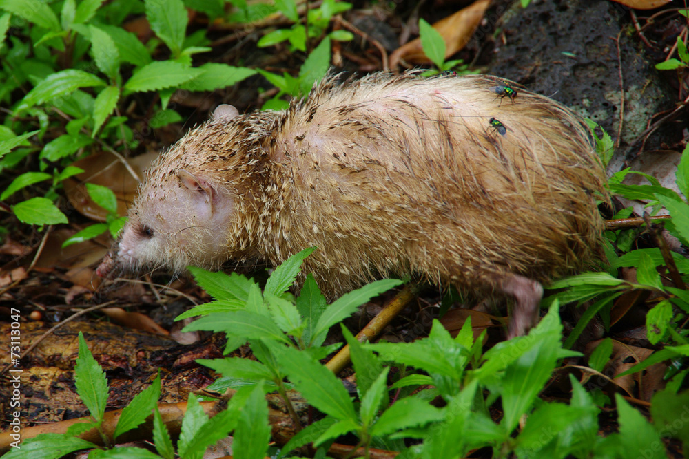 Tangue de la Réunion Photos | Adobe Stock