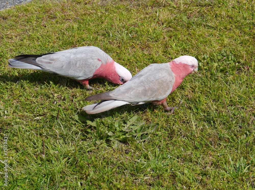 Galahs are one of the most common cockatoos in Australia Stock Photo ...