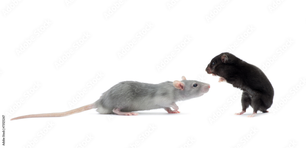 rat Stock Photo | Adobe Stock