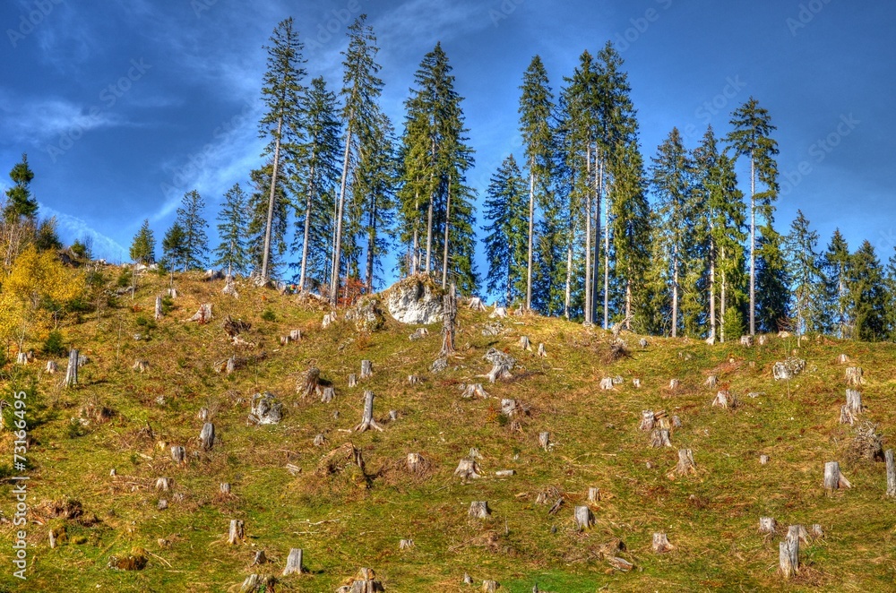 Abholzen Stock-Foto | Adobe Stock
