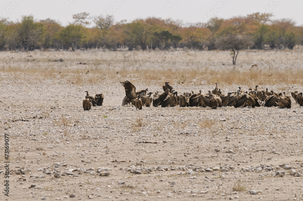 Geier, Aasfresser, Okaukuejo, Etosha Nationalpark, Namibia, Afri Stock ...