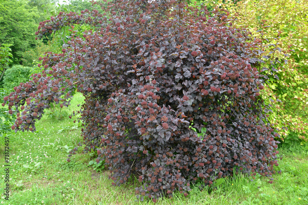 .Dwarf ninebark (Physocarpus opulifolius Kuntze), Diabolo grade Stock ...