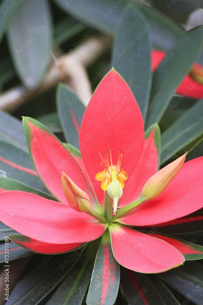 Jamaican poinsettia - Euphorbia punice Stock Photo | Adobe Stock