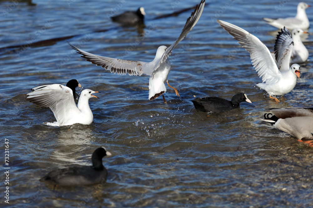 Mewa biała. Stock Photo | Adobe Stock