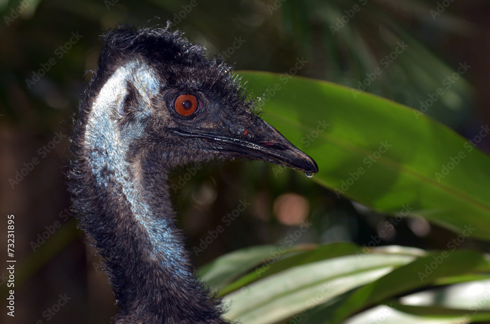 Wild Emu bird Stock Photo | Adobe Stock